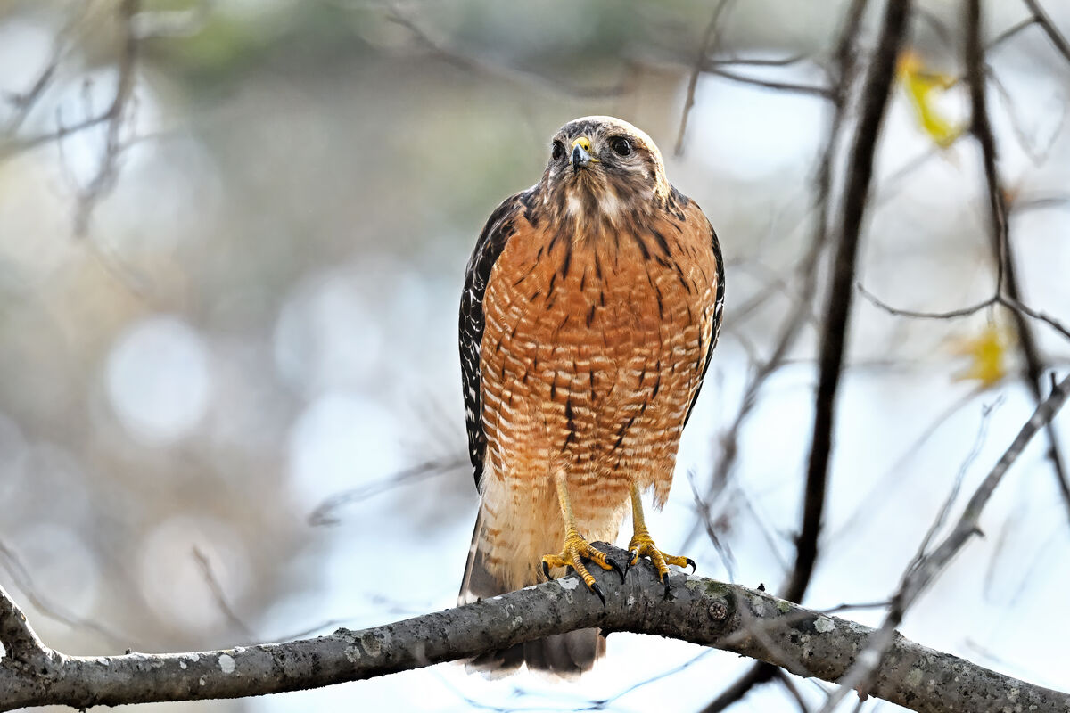 Red-shouldered hawk relaxes after a fishy lunch: Bond Lake, Cary, NC ...