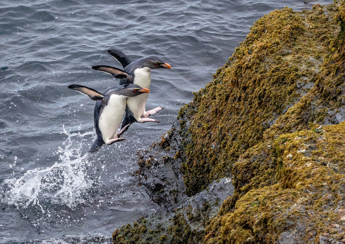 Rock Hoppers Hopping in the Falkland Islands: These guys would just fly ...