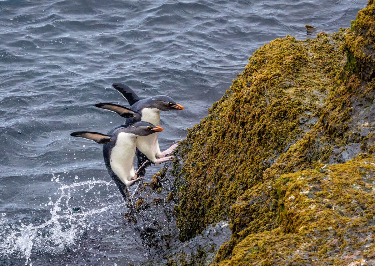 Rock Hoppers Hopping in the Falkland Islands: These guys would just fly ...