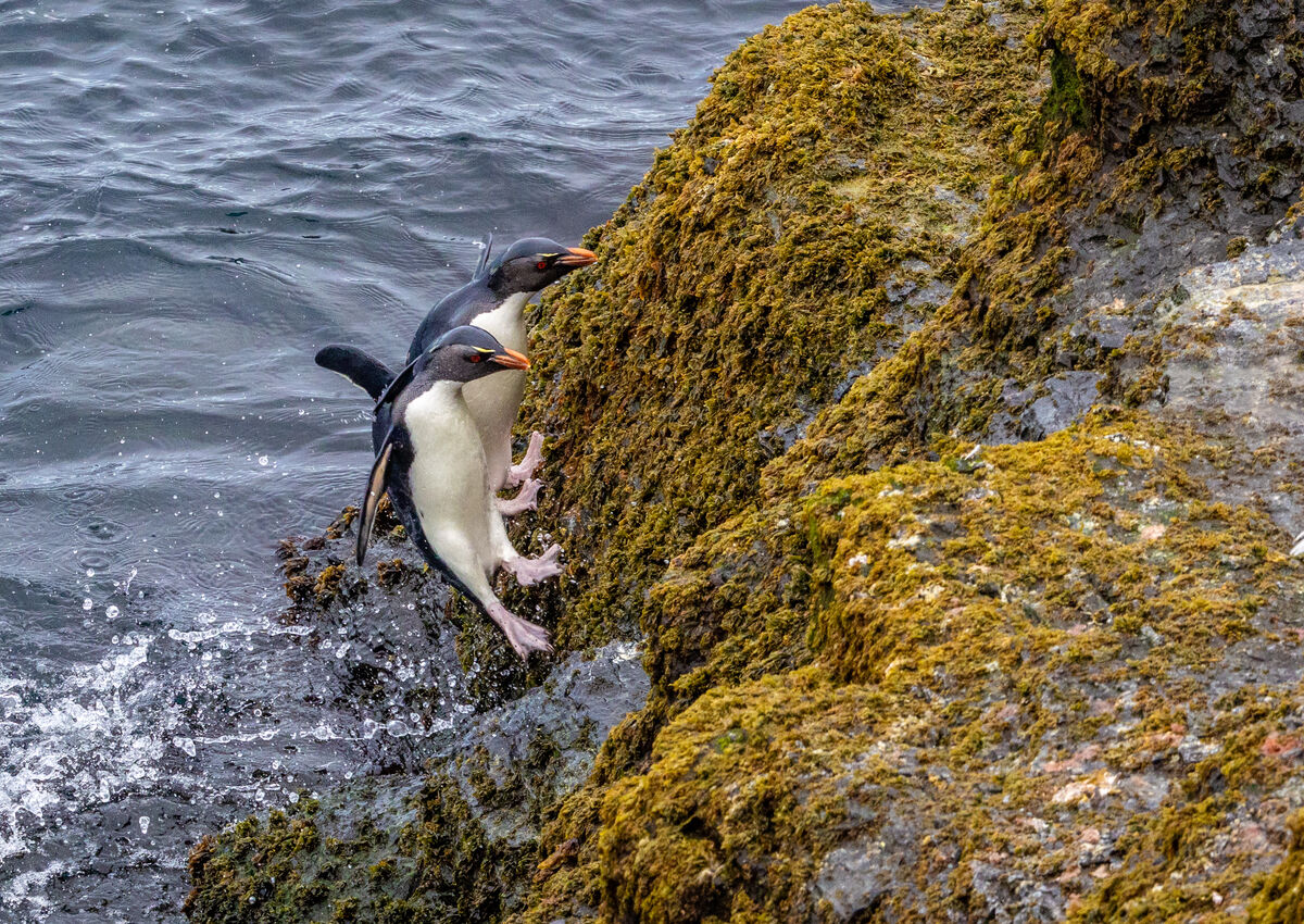Rock Hoppers Hopping in the Falkland Islands: These guys would just fly ...