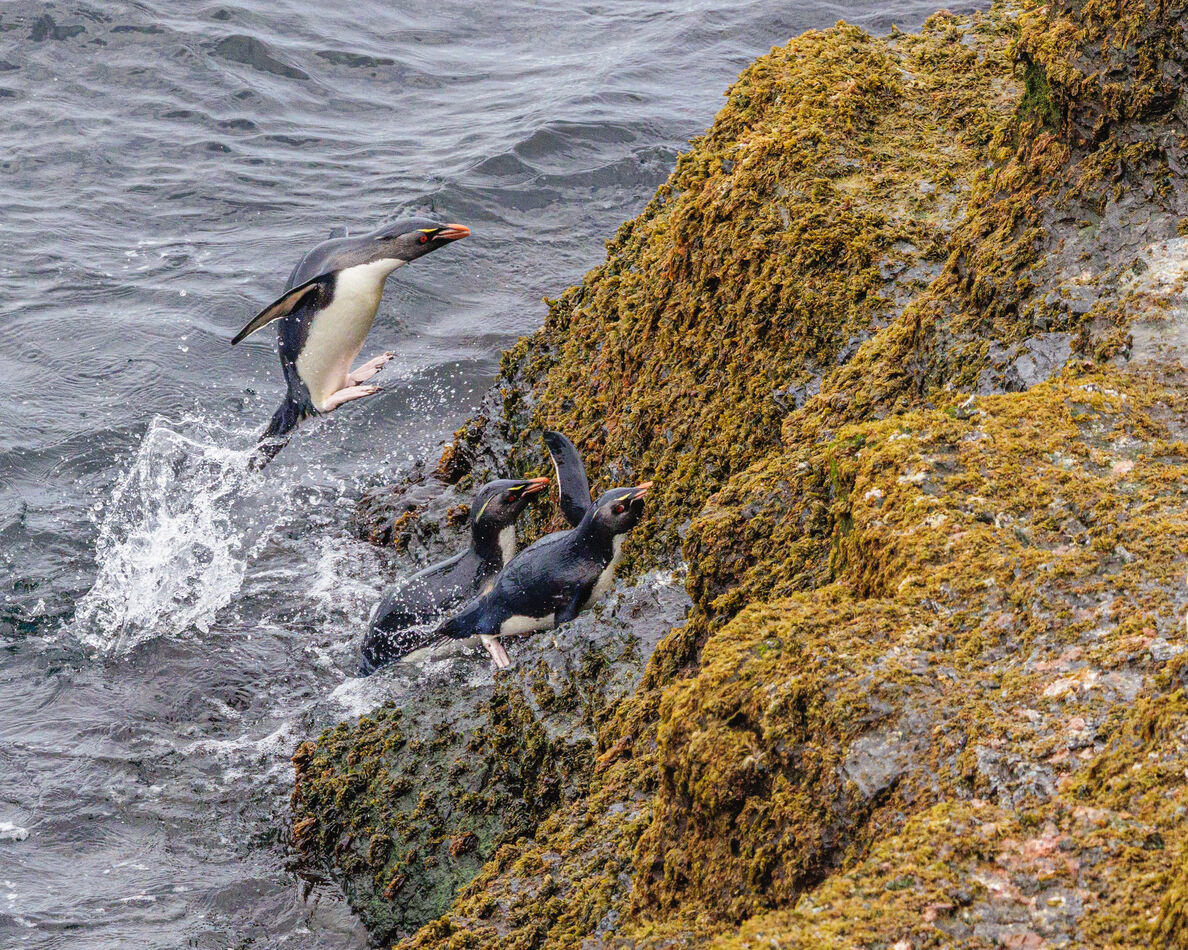Rock Hoppers Hopping in the Falkland Islands: These guys would just fly ...