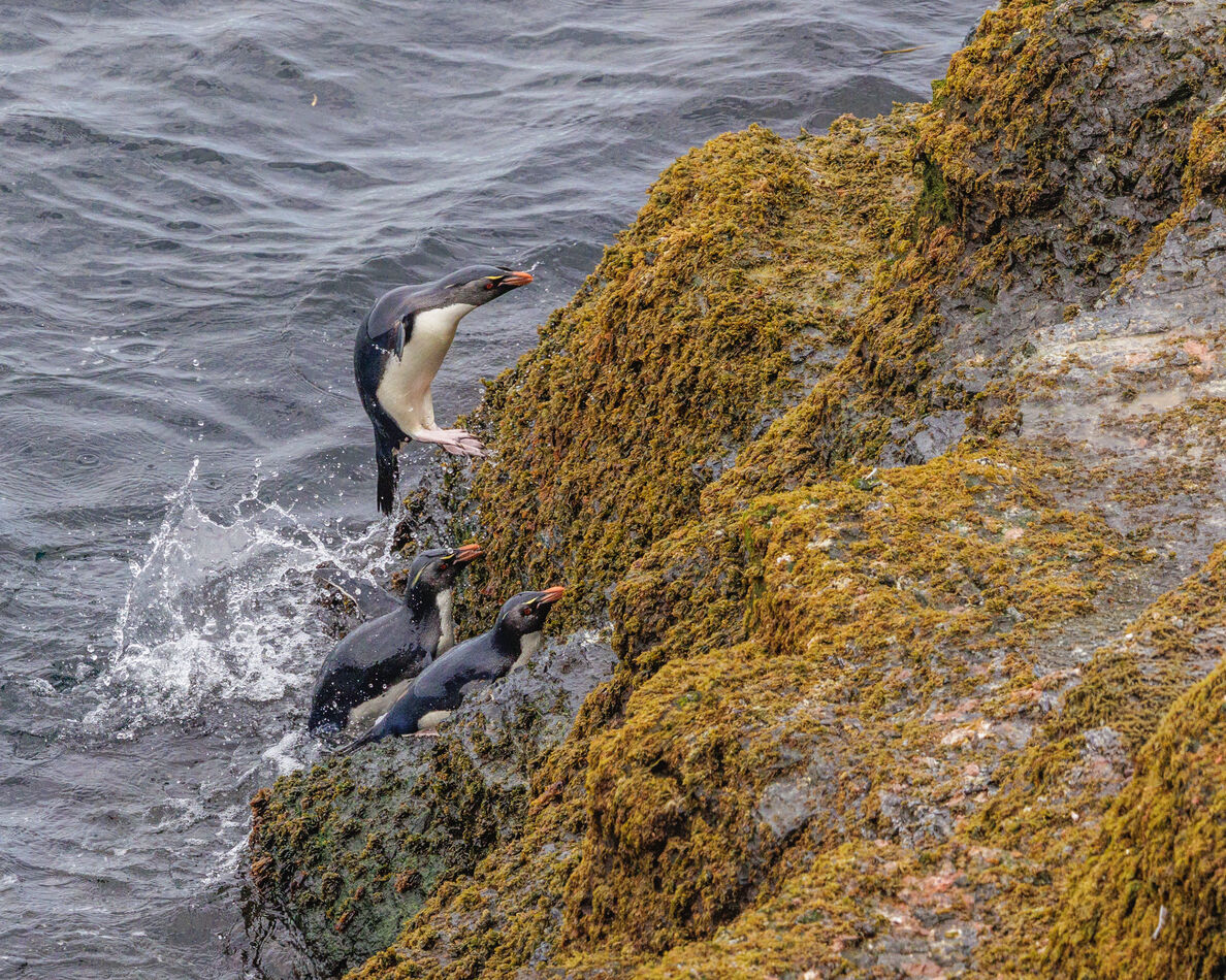 Rock Hoppers Hopping in the Falkland Islands: These guys would just fly ...