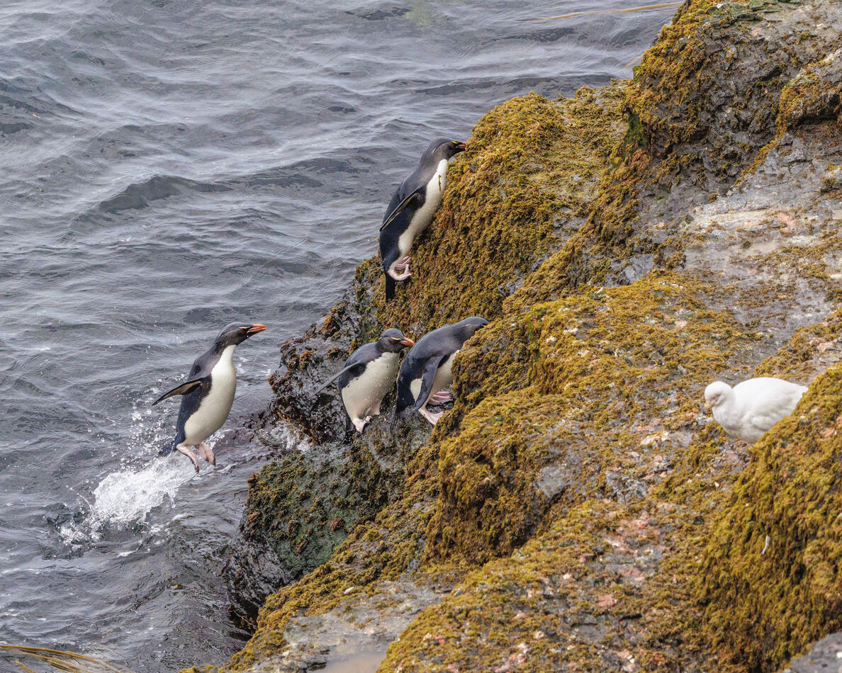 Rock Hoppers Hopping in the Falkland Islands: These guys would just fly ...