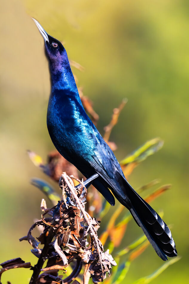 Male Boat-tailed Grackle: Most folks view this bird as black. In ...