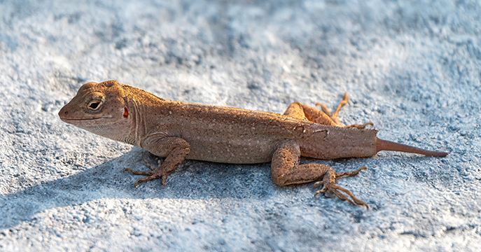 Anole: I took this photo of an anole, most people mistakenly call it a ...