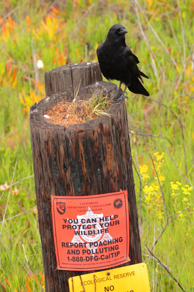 North American Crow CA: North American Crow CA...