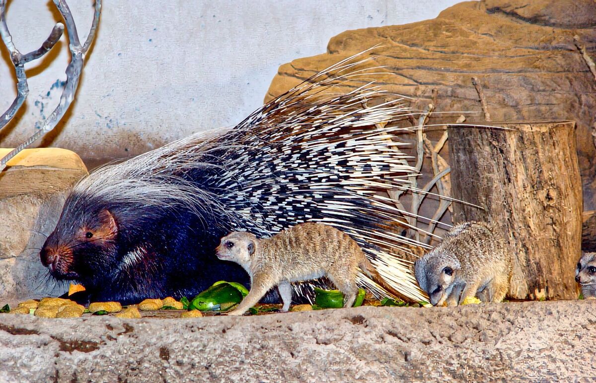 Best Buds: In their habitat at Brookfield Zoo :sm24: :sm24: :sm24 ...
