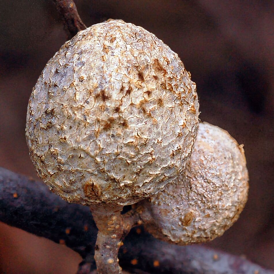 The Just GALL Me!!! Google says: "The image displays oak apple galls ...