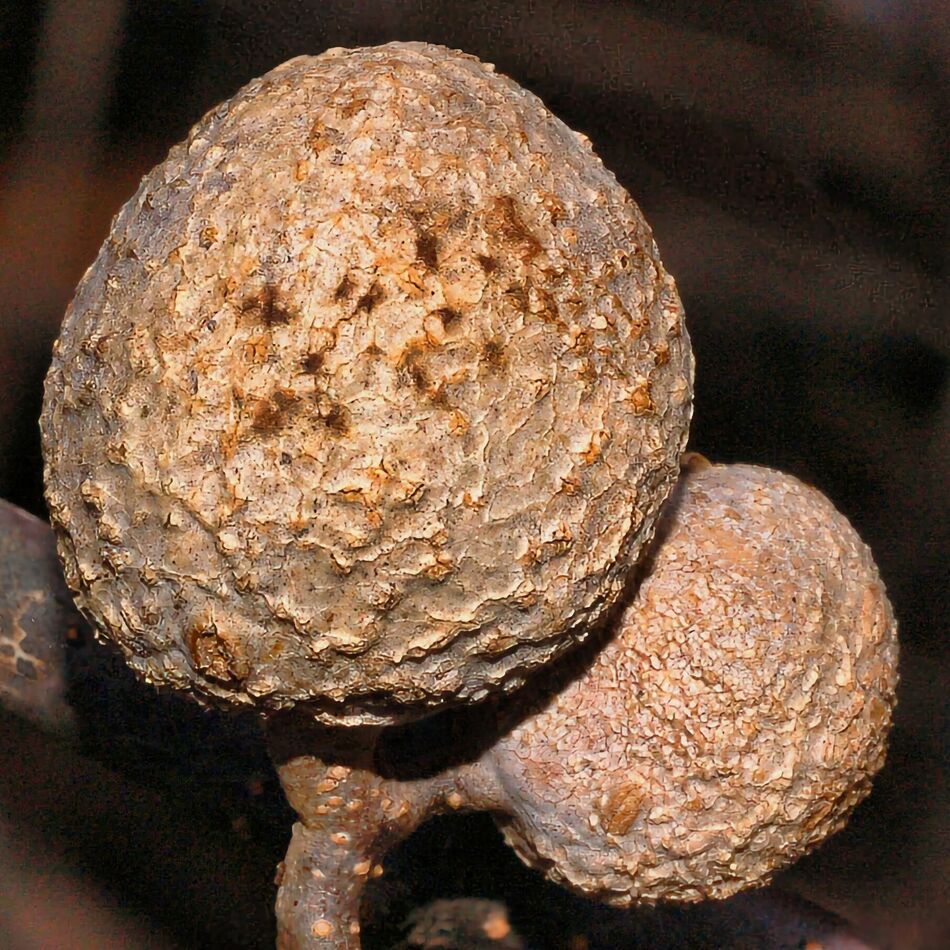 The Just GALL Me!!! Google says: "The image displays oak apple galls ...