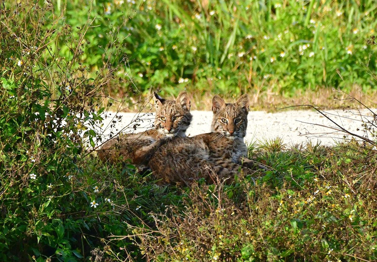 Bobcats Lake Apopka Wildlife Drive: Friday morning. The first time that ...