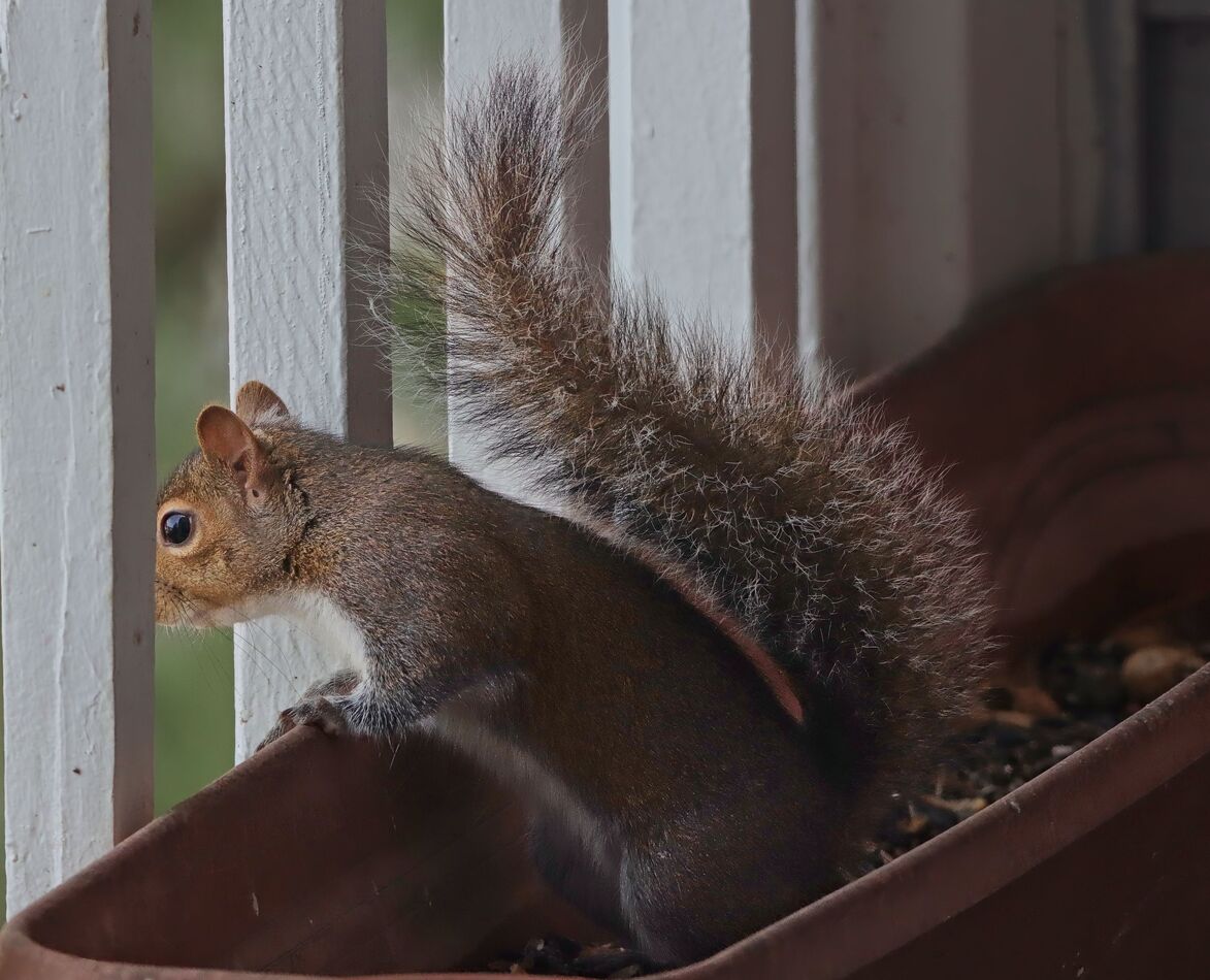 Drama for a little squirrel: Typically Bear never bothers my squirrels ...