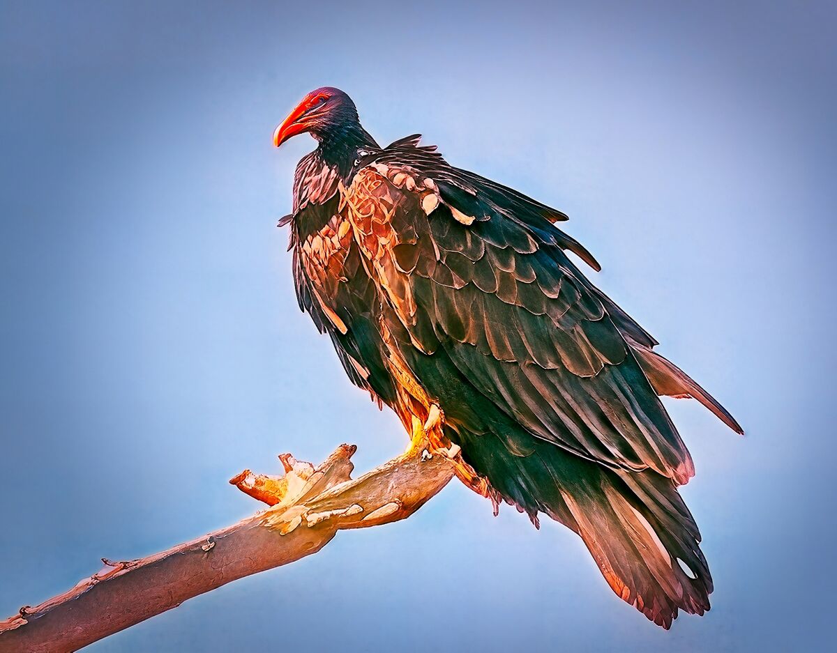 Turkey Vulture Sunning Itself: The Turkey Vulture is a large bird of ...