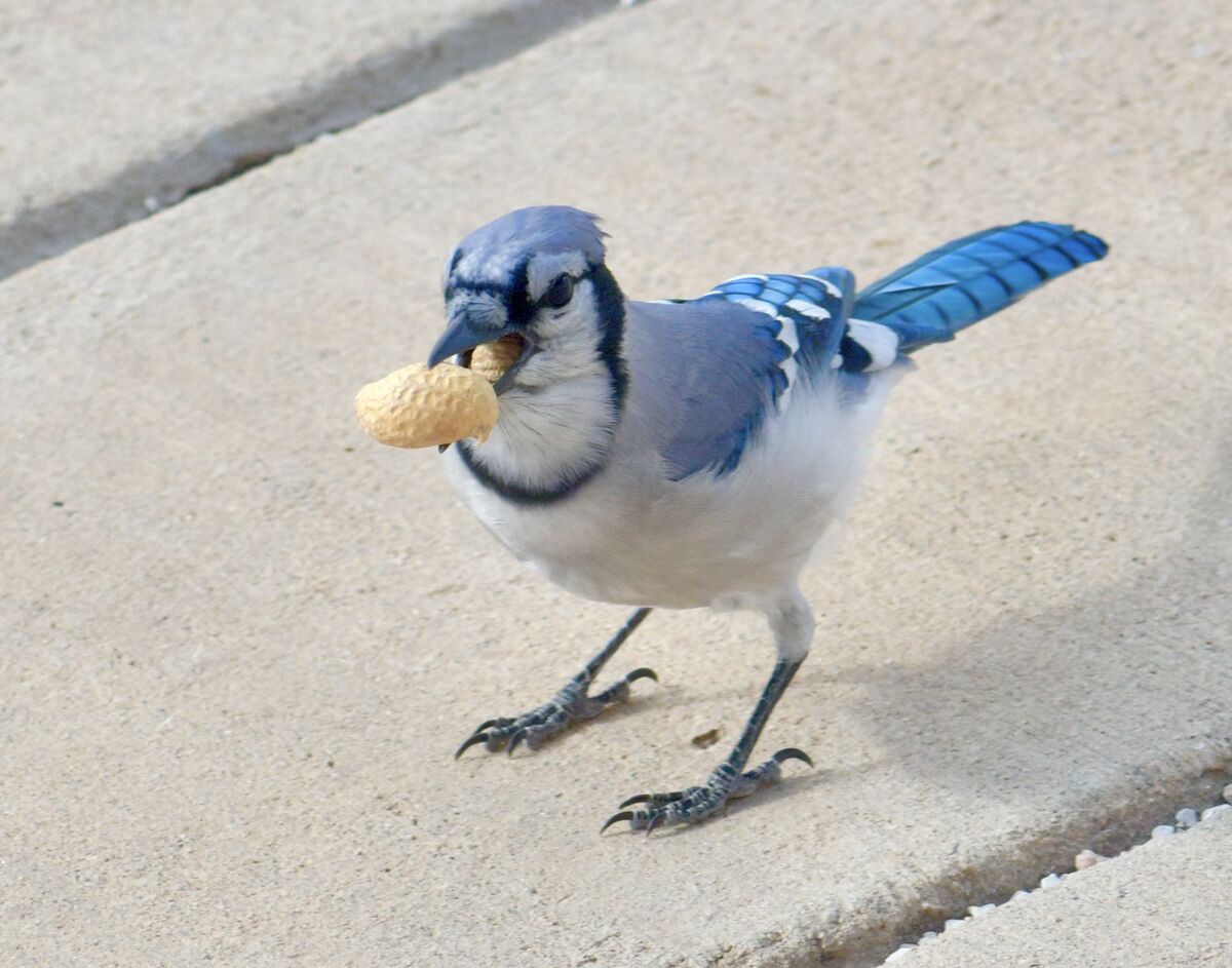 Blue Jay - Double Trouble: This Blue Jay making good use of its big mouth.