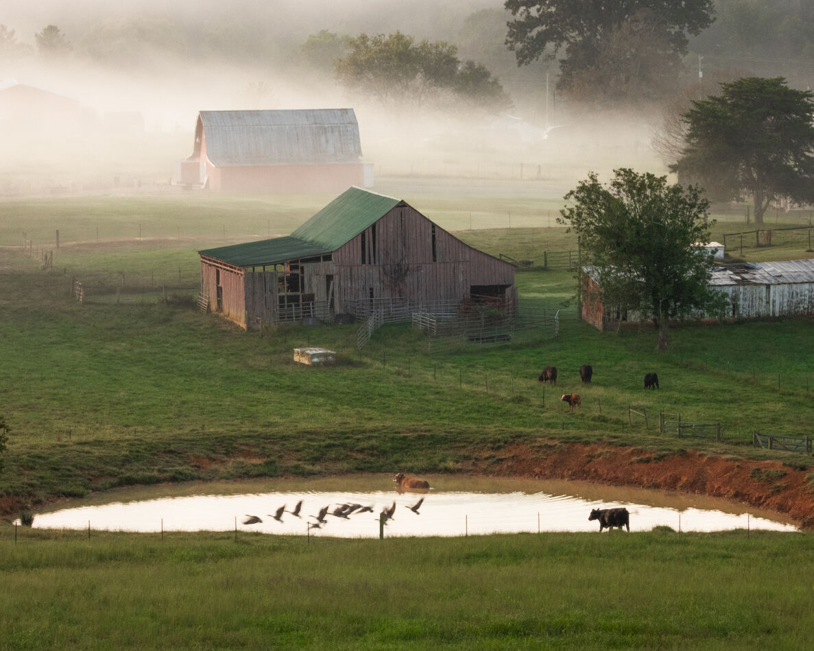 Old East Tennessee Working Farm: Visiting migratory geese were startled ...