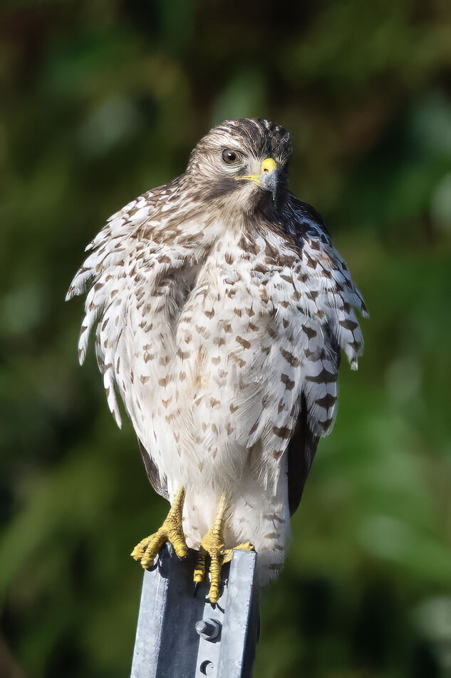 No, not a Puffin: Young Red Shoulder Hawk puffing himself up ahead of a ...