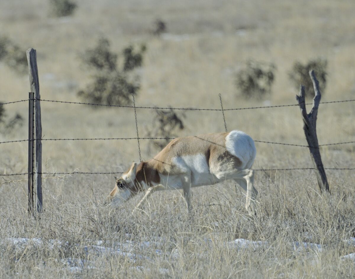 Pronghorn/Antelope - Ducking under a fence: This is the primary way a ...