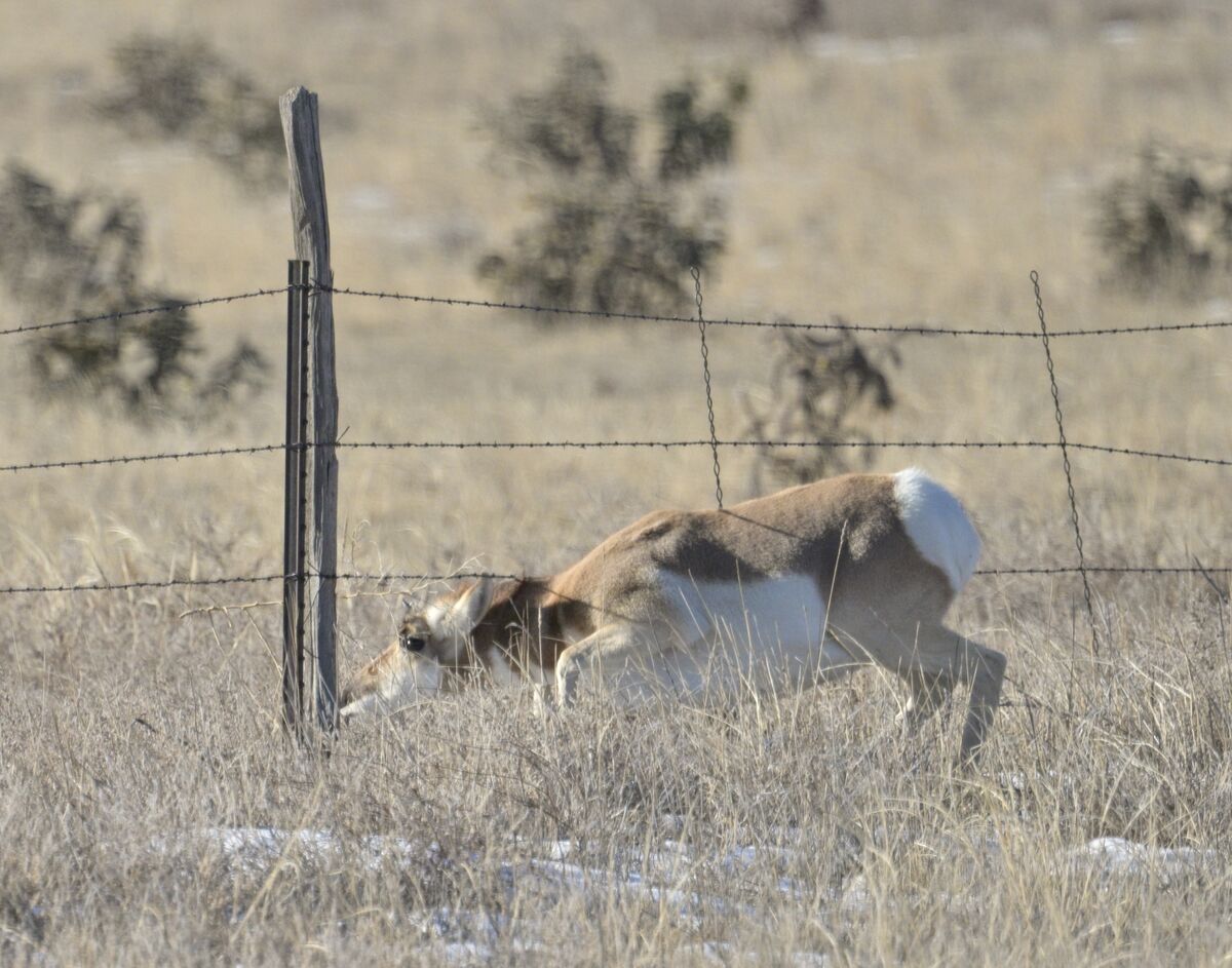 Pronghorn/Antelope - Ducking under a fence: This is the primary way a ...