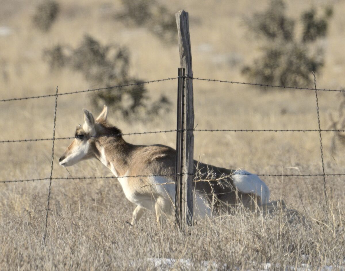 Pronghorn/Antelope - Ducking under a fence: This is the primary way a ...