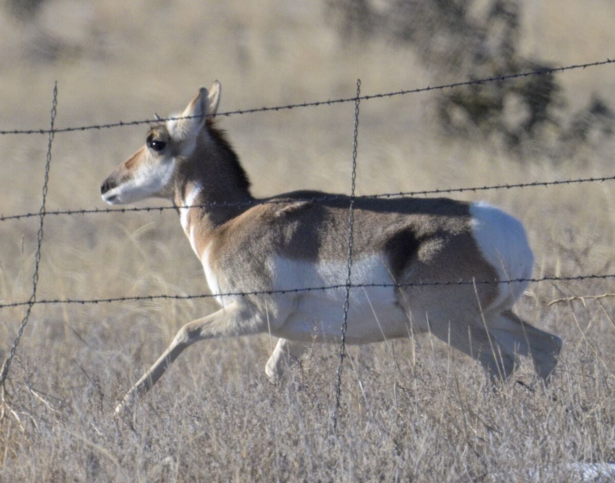 Pronghorn/Antelope - Ducking under a fence: This is the primary way a ...