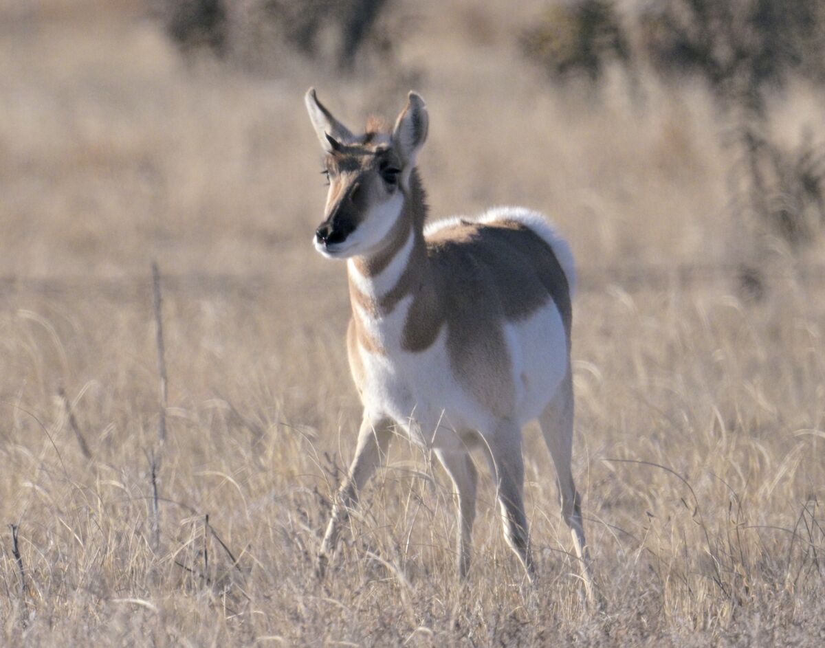 Pronghorn/Antelope - Ducking under a fence: This is the primary way a ...
