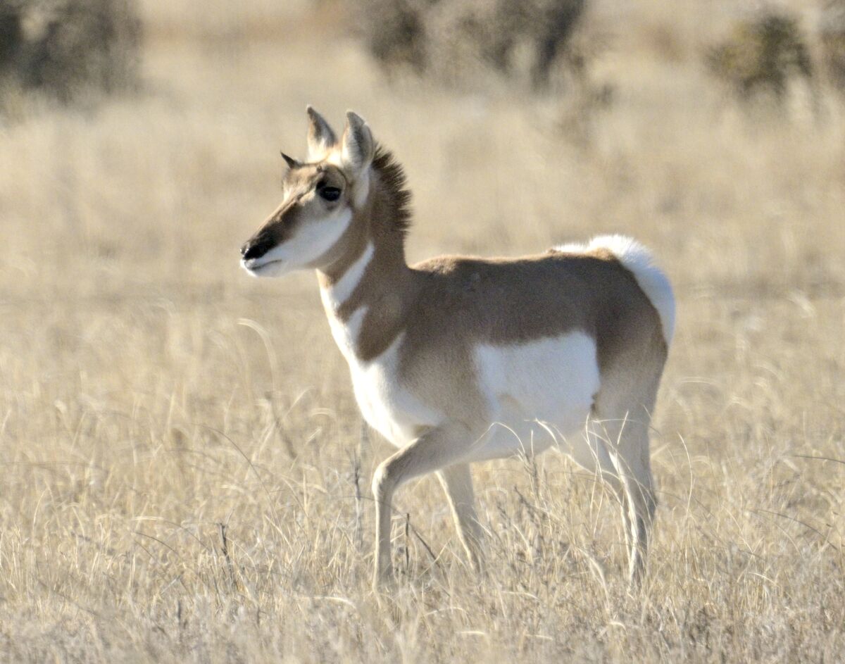 Pronghorn/Antelope - Ducking under a fence: This is the primary way a ...