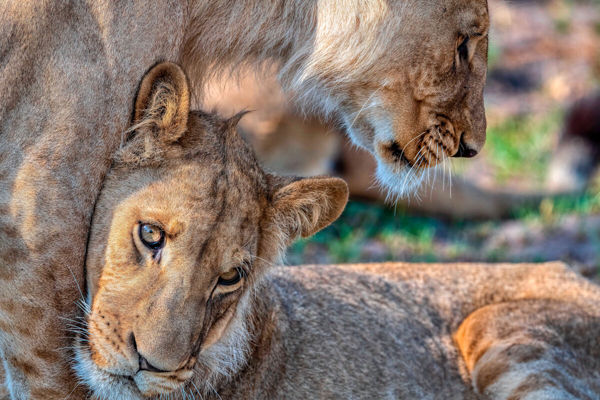 Since we are on the topic of lions: Please download Keep in mind I ...