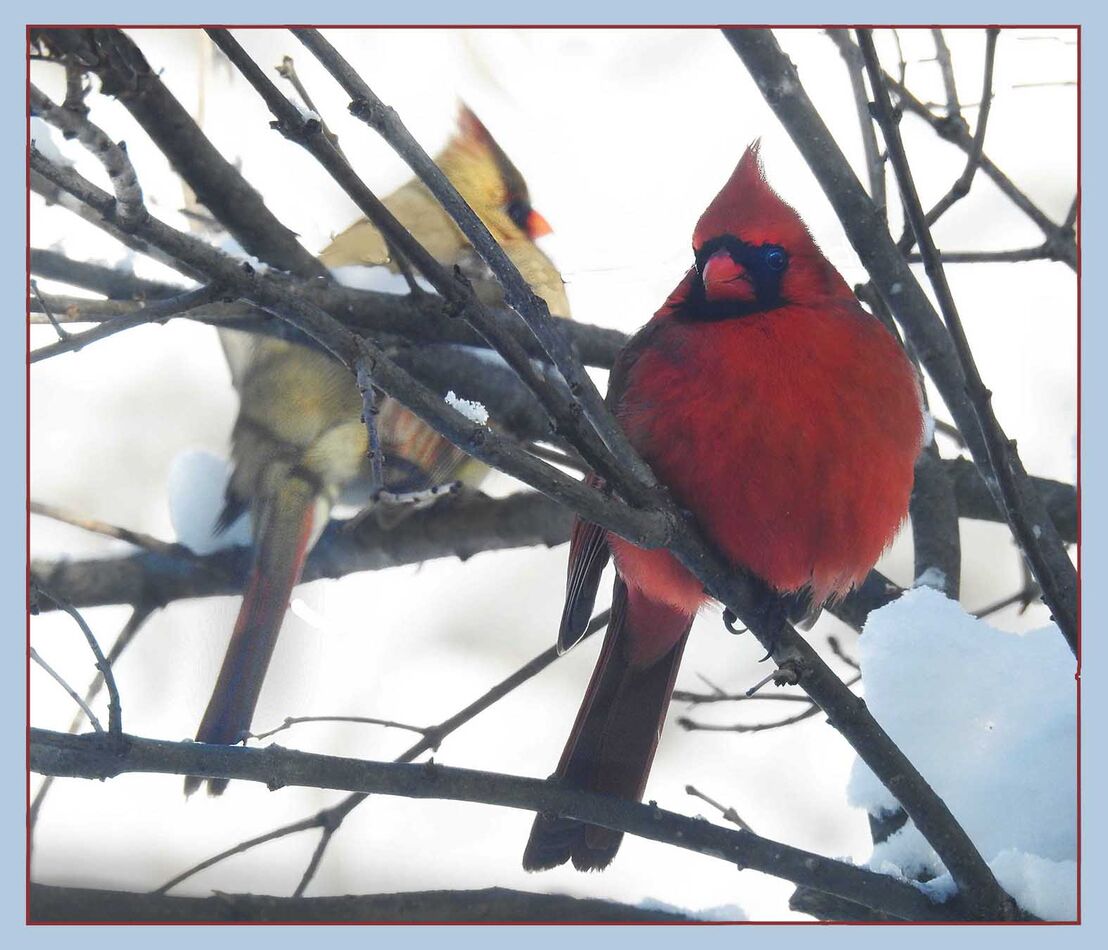 Cold Cardinals: Today was a prelude to tomorrow's cold weather of ...