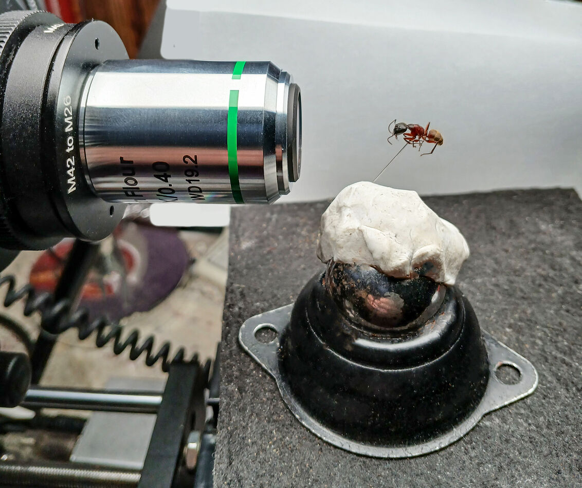 Ant 20X Mandibles: My 20X Plan Fluorite metallurgical microscope ...