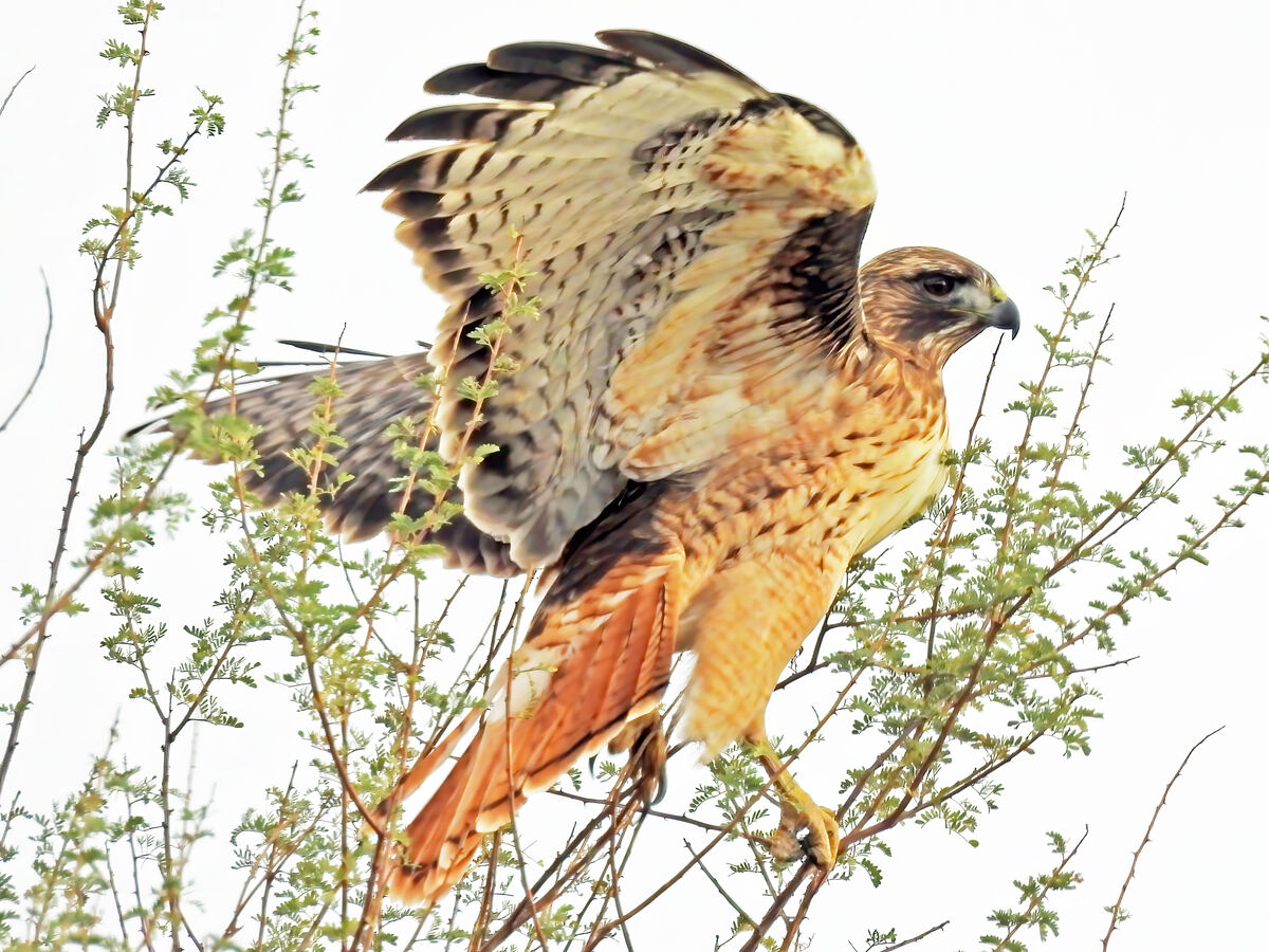 Red-tailed Hawk- showing off his wings: I came across this beautiful ...