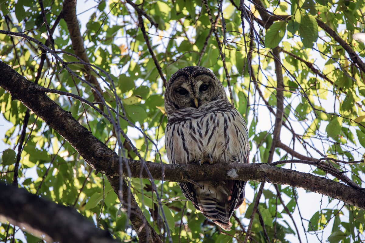 Astro Picture IC 1805 and Neighborhood Brad owl: The owl was taken with ...