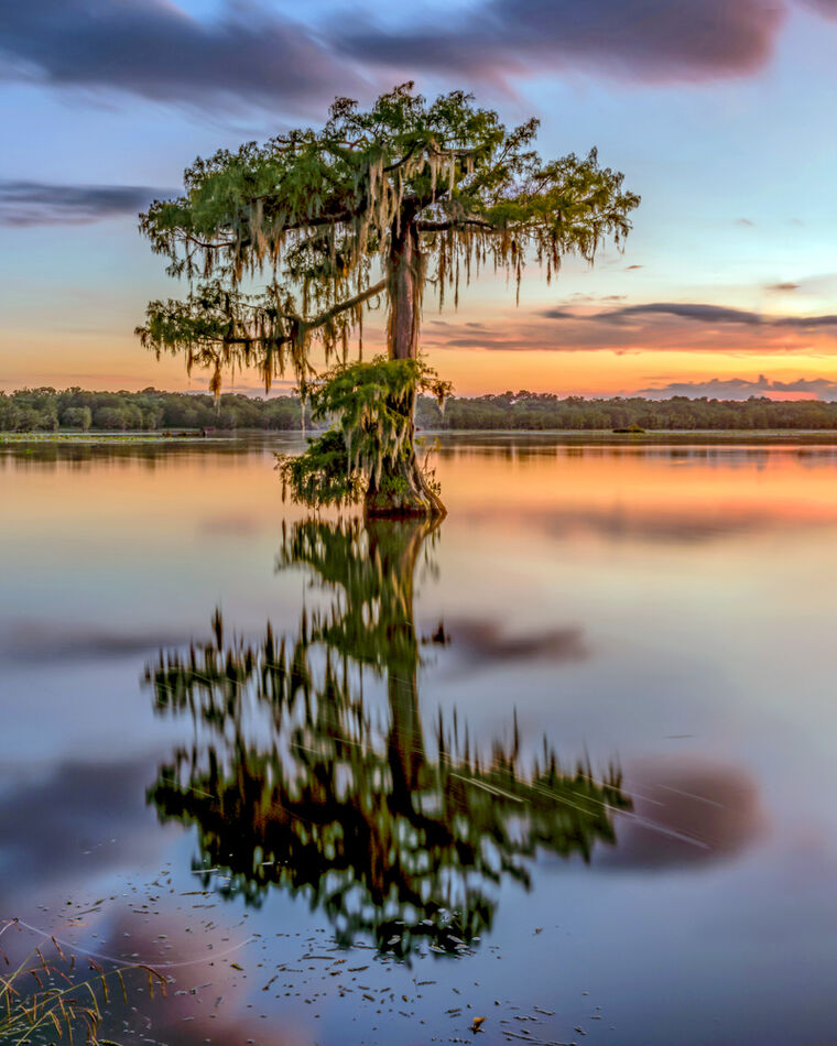 Lone Cypress Tree: 30 second exposure Lake Martin Breaux Bridge ...