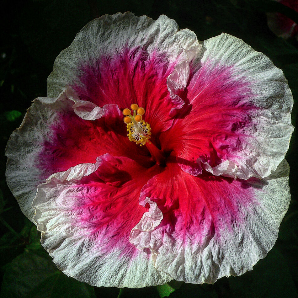 An Incomparable Hibiscus ️🤍💛🤍 ️: It floored me :sm06: :sm06: :sm06 ...