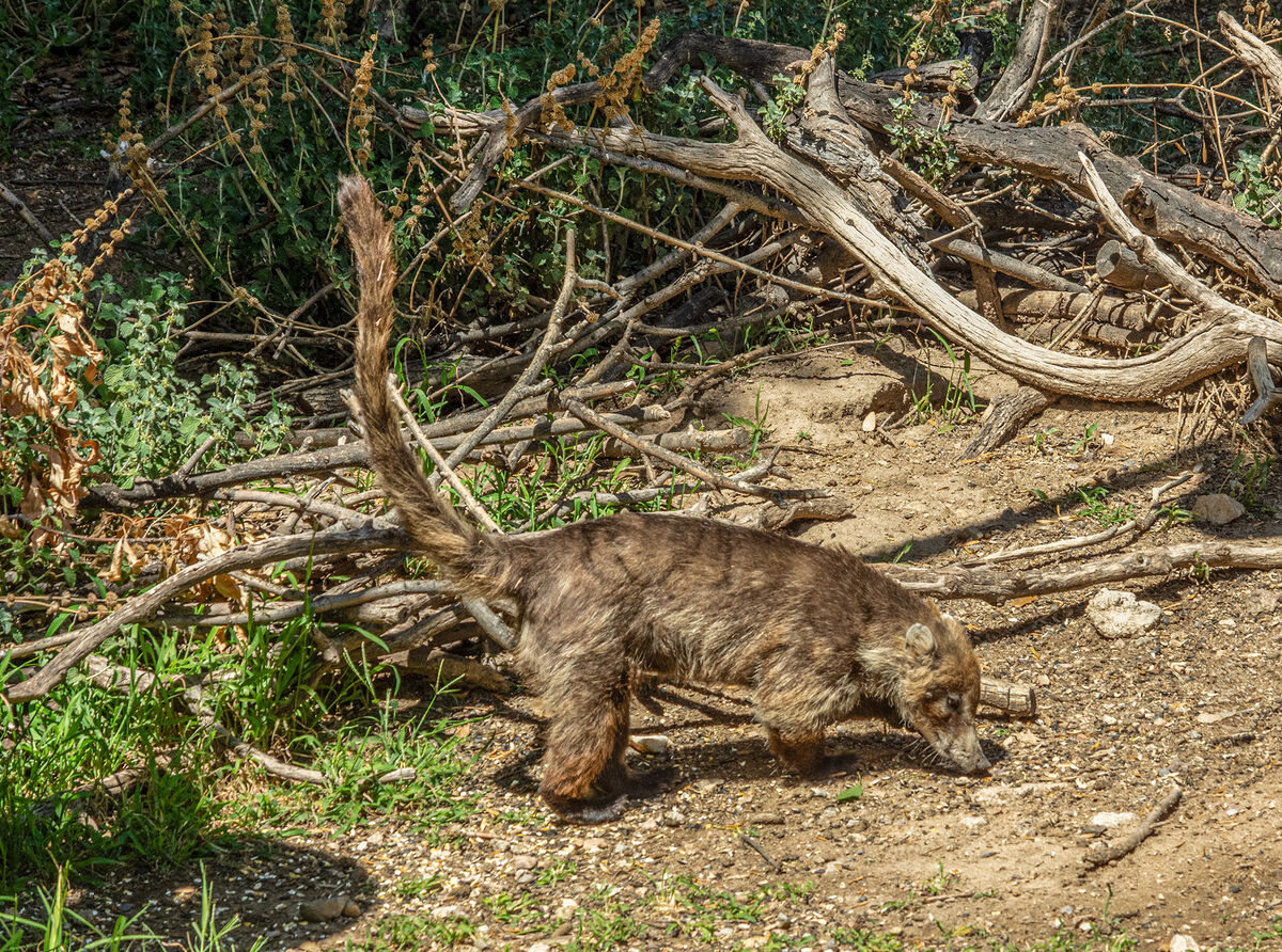 From Madera Canyon: Big old male Coati...