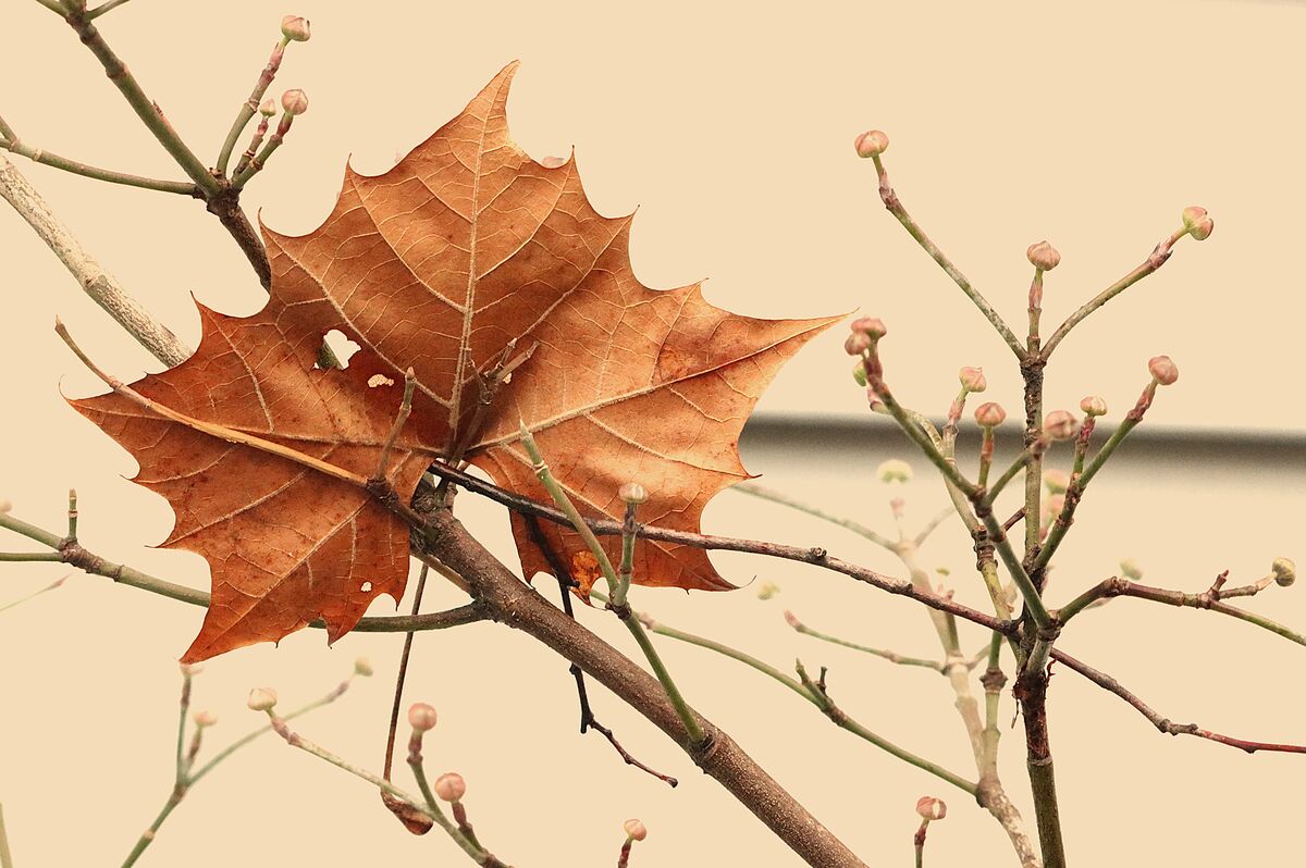 A fallen leaf: Keep walking past this leaf and have taken several shots ...