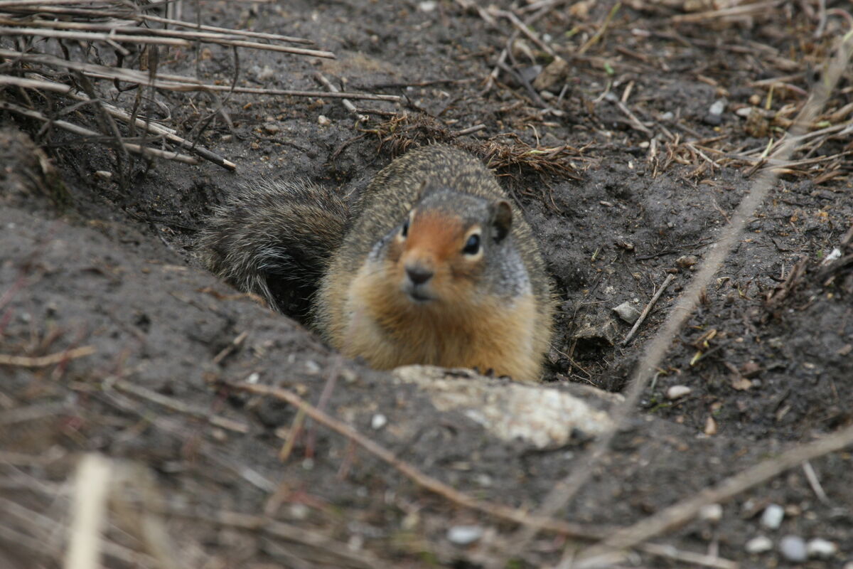 arctic ground squirrel: taken on St Lawrence Island, Alaska, in the ...