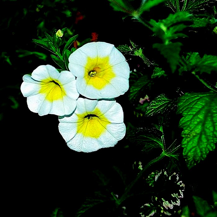 "Calibrachoa Parviflora (Juss.) D'Arcy Seaside Petunia.": Lens ...