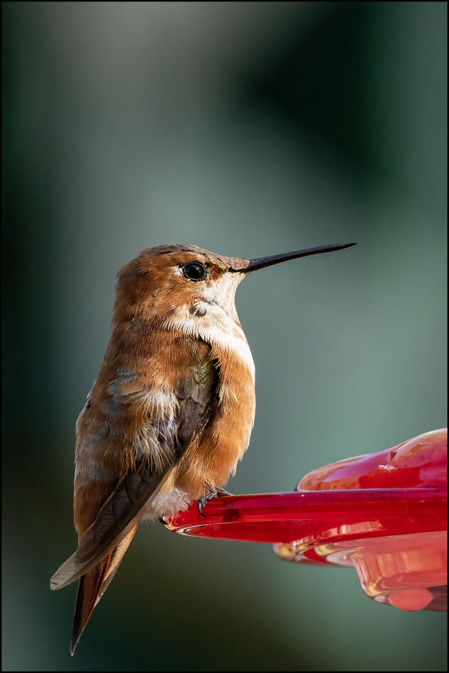 Rufous Hummingbird: I believe this is an immature male. His range is ...