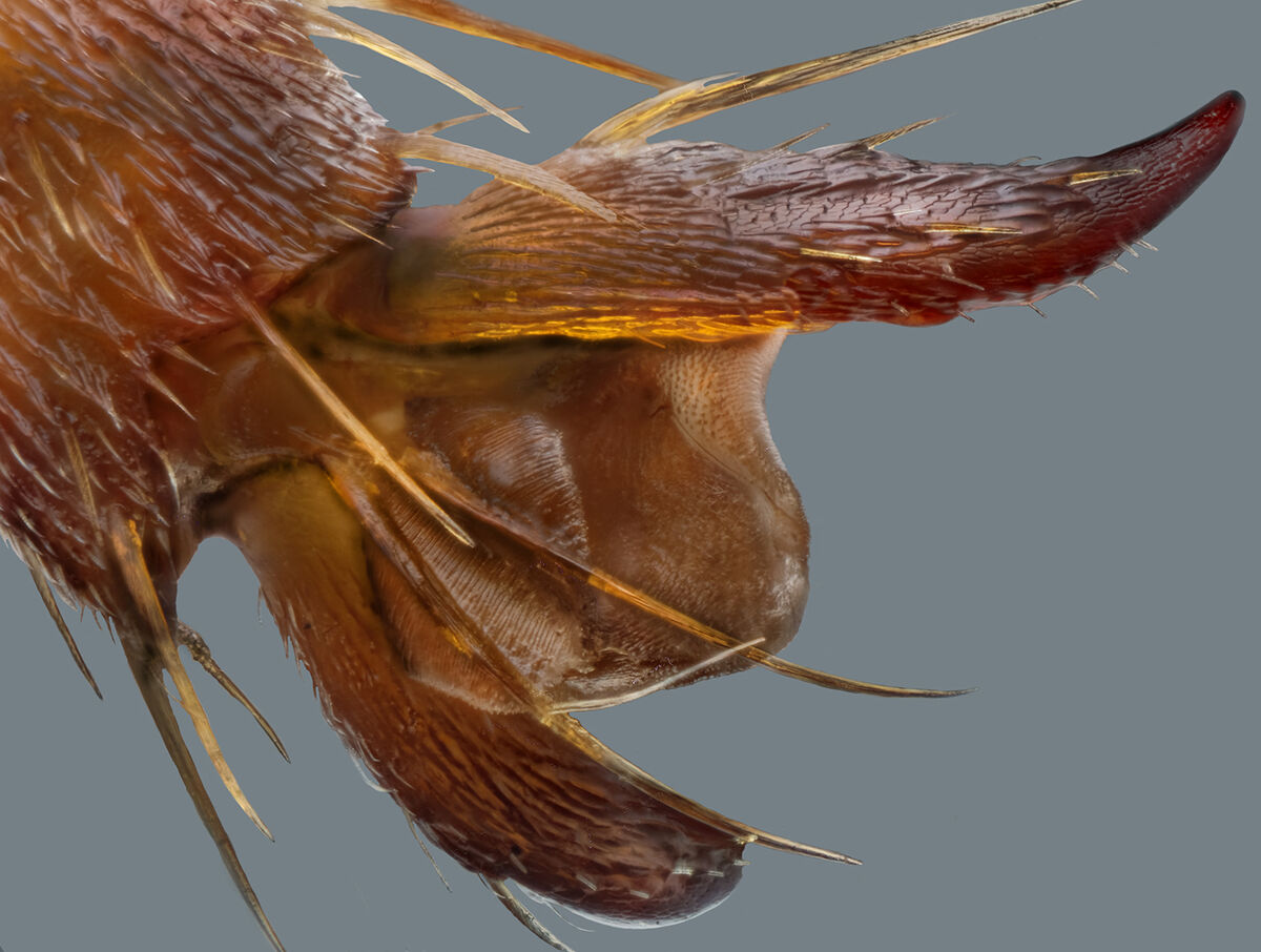 Wasp Foot: Ever wonder how an insect, like a wasp, can climb and cling ...