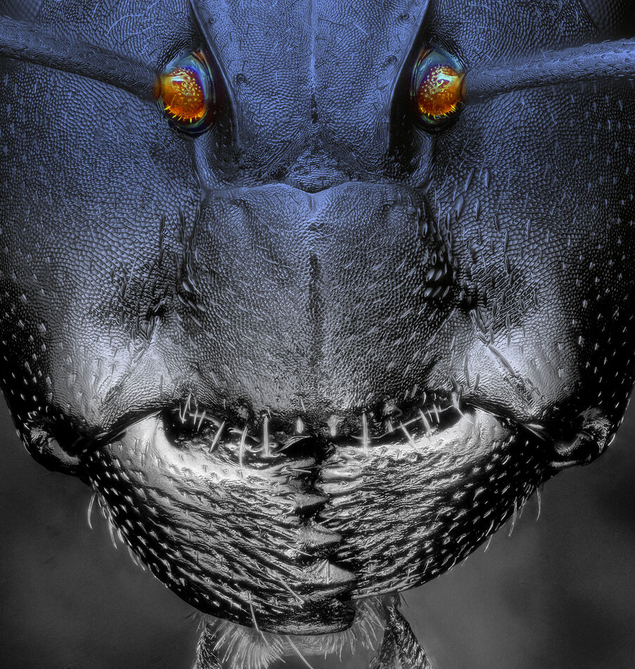 Evil Ant: There are times when I do macros, I even frighten myself ...