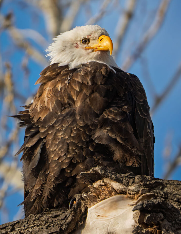 Bald Eagle Taunt: Went to Barr Lake Park in Colorado to photograph ...