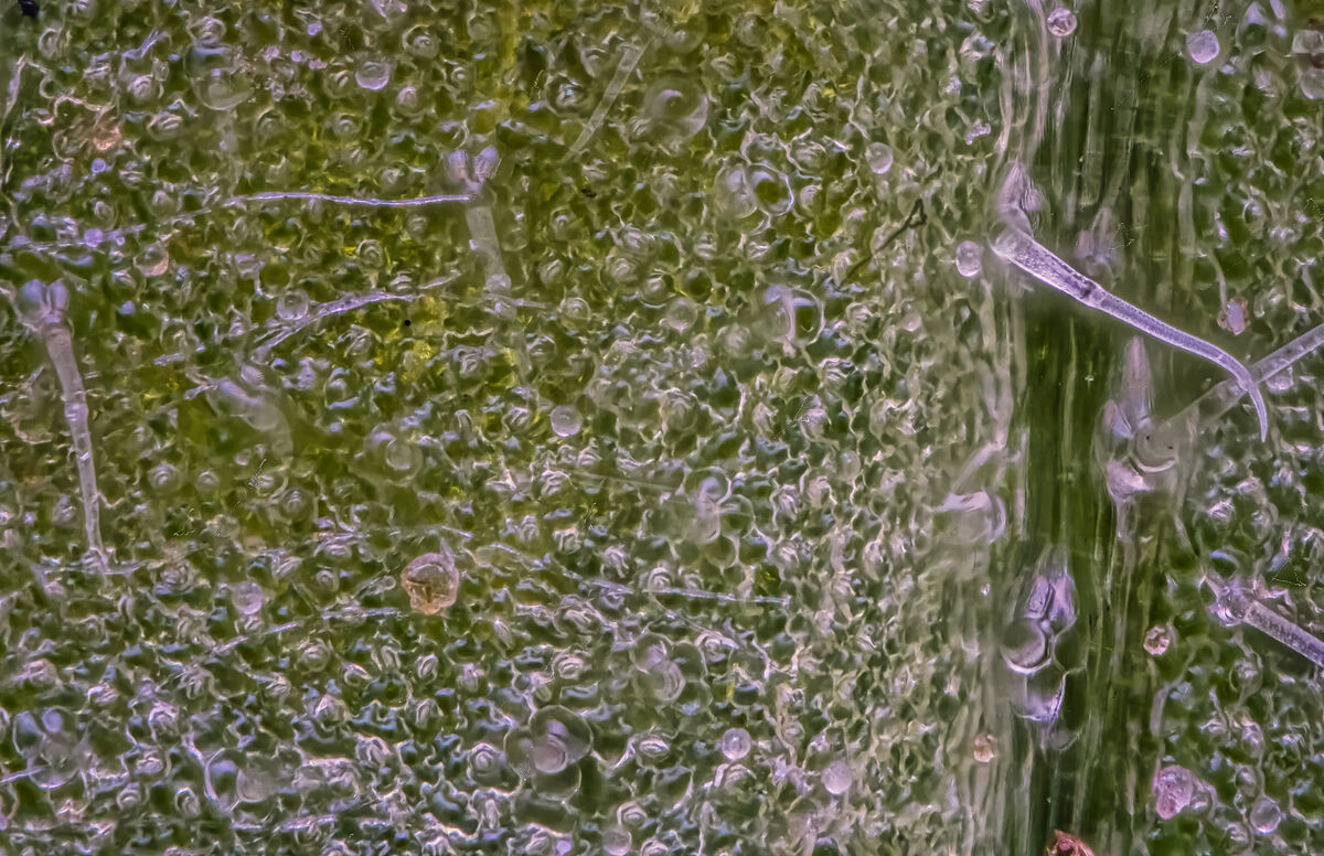 20X View of a Nettle Leaf: This is a focused-stacked image of the back ...