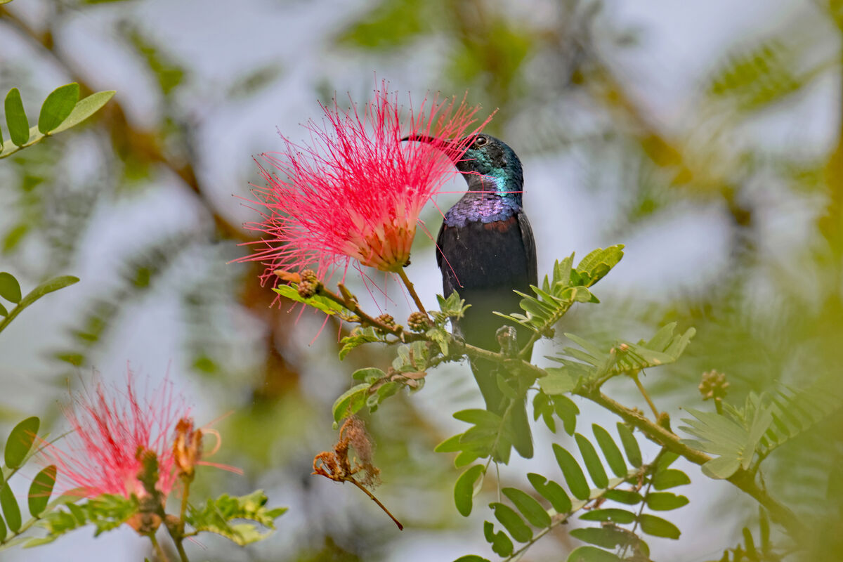 Mr. and Ms. Purple sunbird : Kolkata lake, W. Bengal, India: From ...