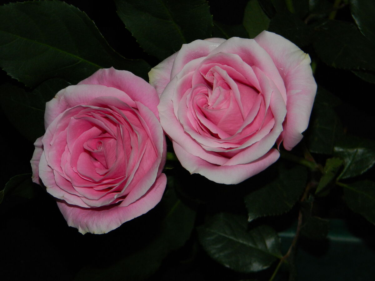 La Vie en Rose: You guessed it. My next topic is roses. These ...
