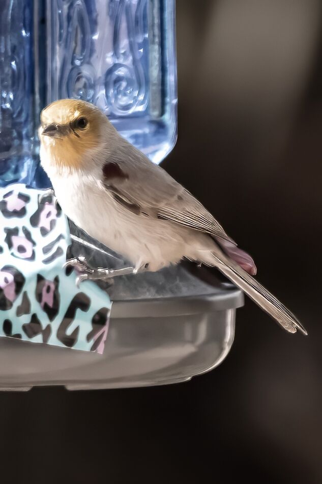 02 01 25: A new visitor showed up today. Picture one is a Verdin female ...
