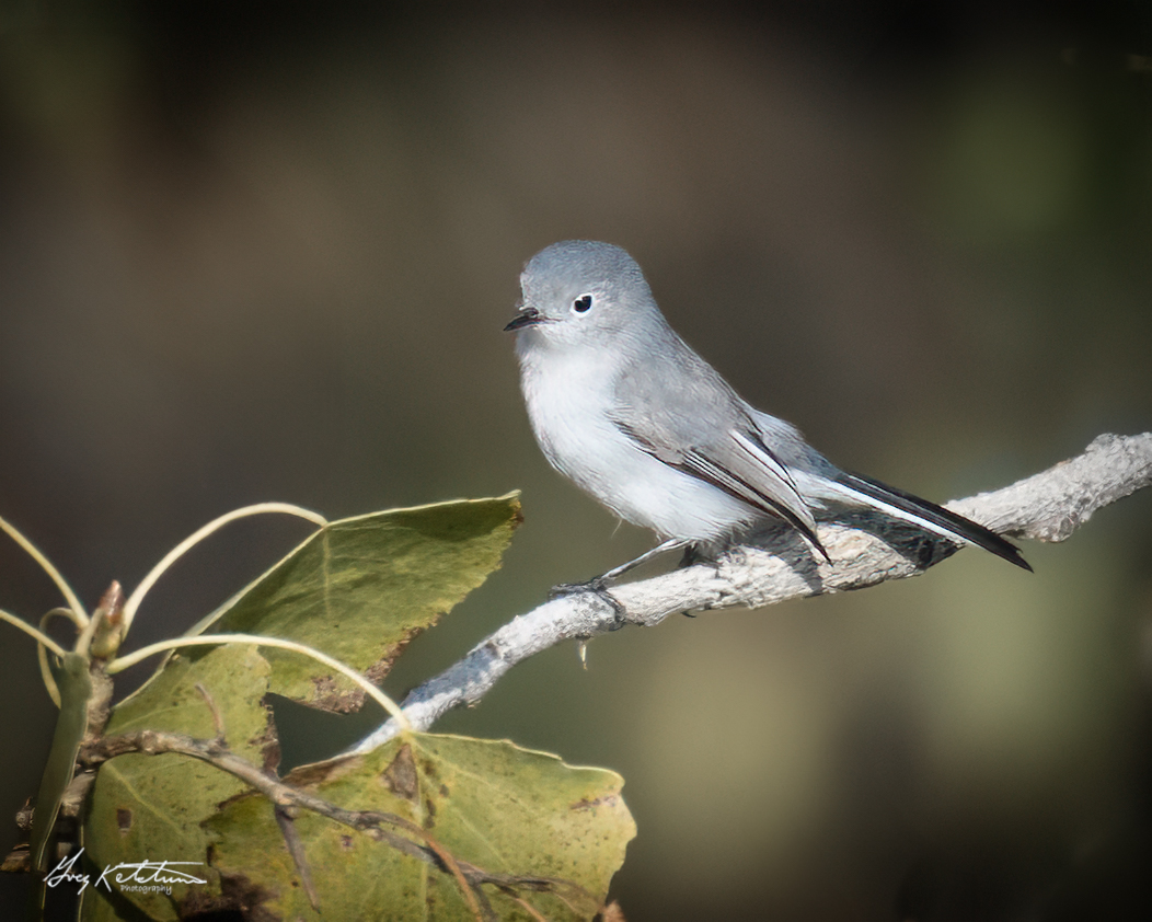 Blue-gray Fly Gnatcatcher: The Blue-gray Gnatcatcher is always moving ...
