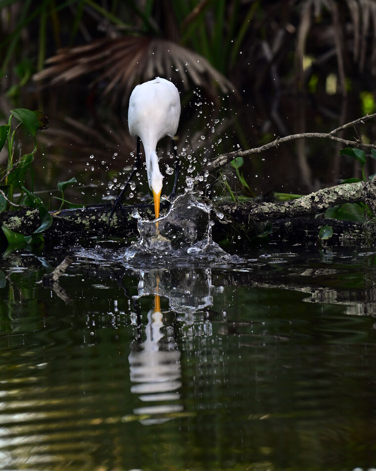 Great Egret Fishing: Shot at 120 FPS with some cropping reduces Image ...