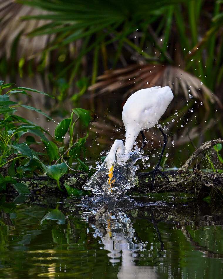 Great Egret Fishing: Shot at 120 FPS with some cropping reduces Image ...