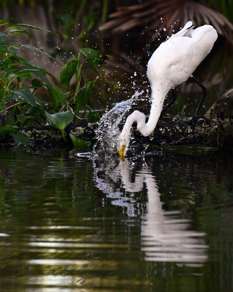 Great Egret Fishing: Shot at 120 FPS with some cropping reduces Image ...
