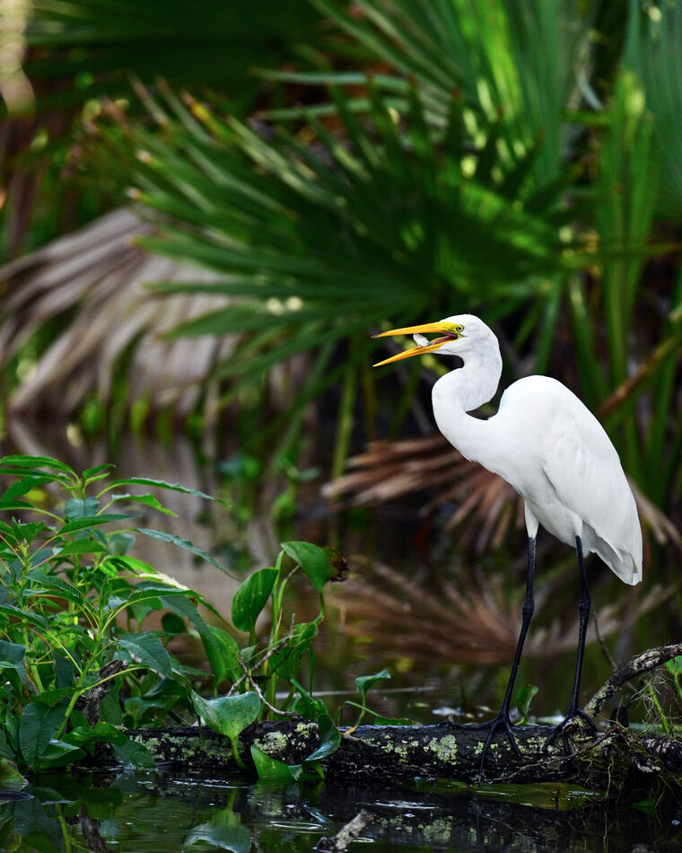Great Egret Fishing: Shot at 120 FPS with some cropping reduces Image ...