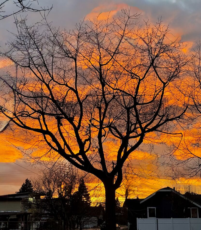 Fire Tree Bellingham. And Solitude in Park: Around town.
